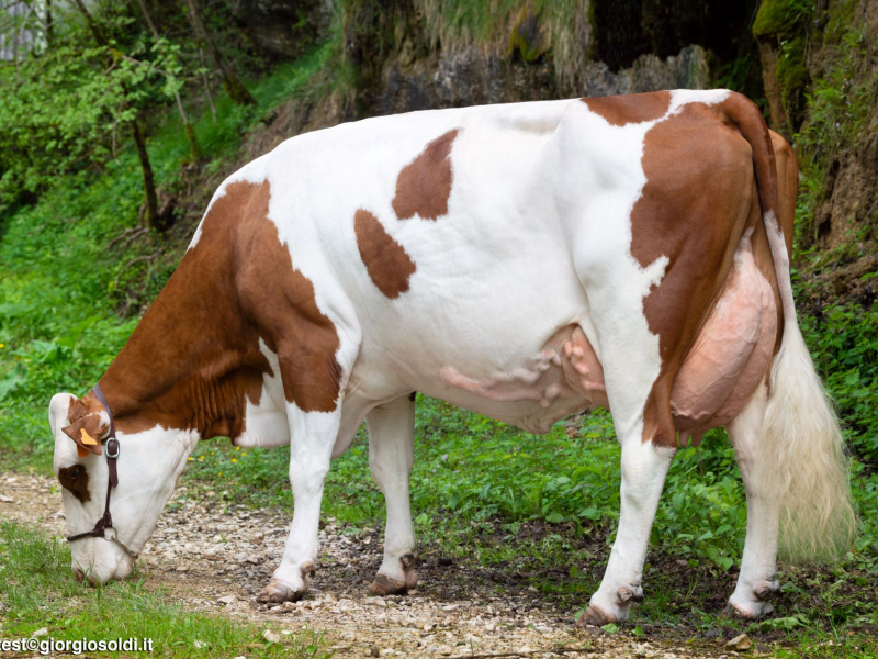 Groupe Umotest - Fiche taureau